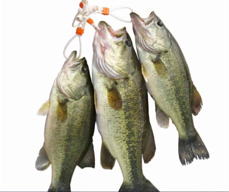 The ultimate guide on how to use a fish stringer! - Fishing Zeal